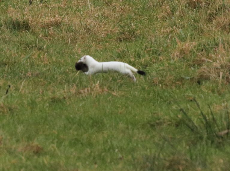 Waarnemingen 2023 - De Onlanden