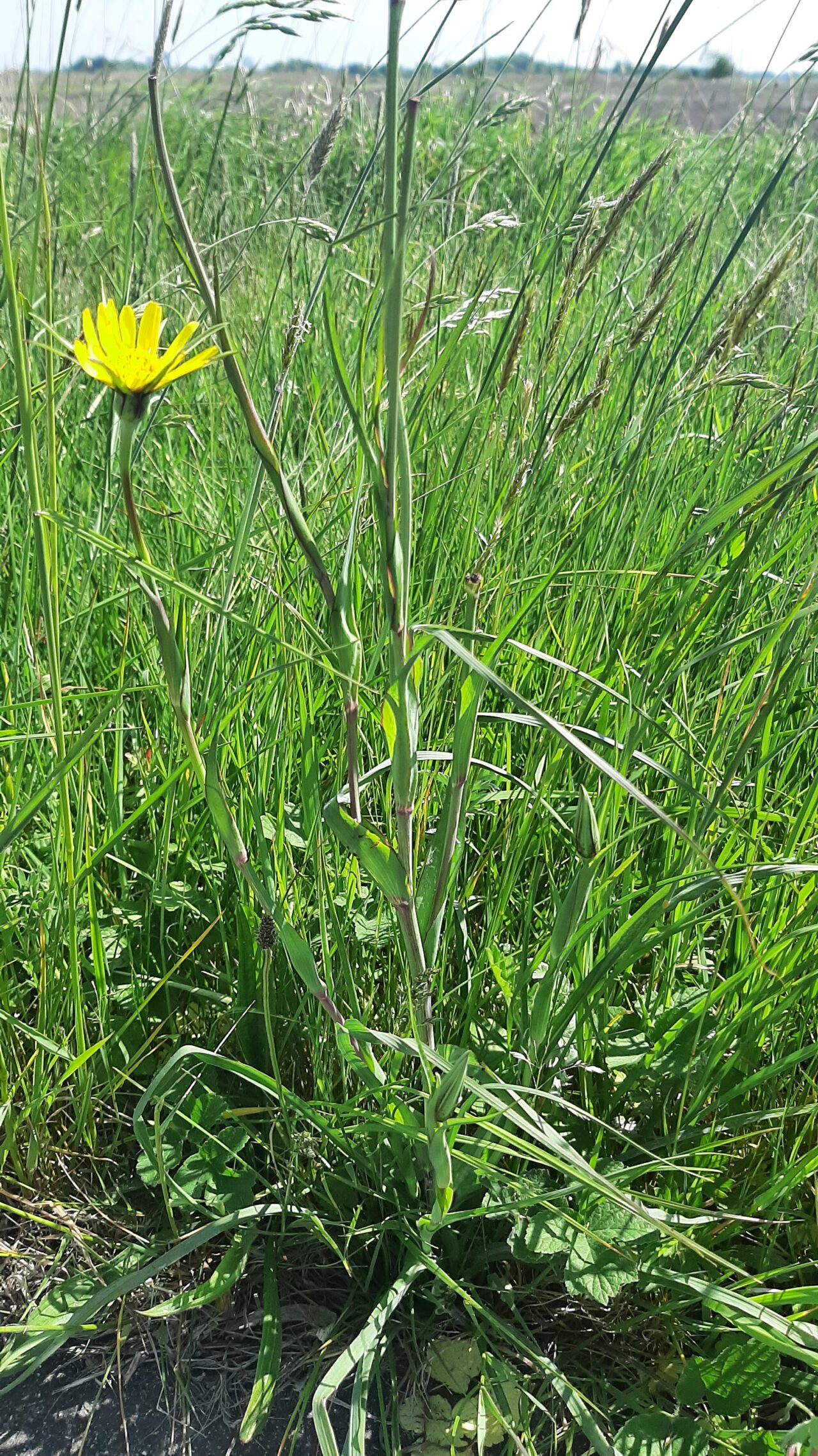 De Onlanden | Stichting Natuurbelang De Onlanden
